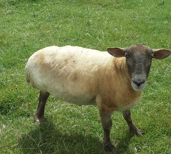 FARS animal of the month - help support amputation survivor Rodney ...