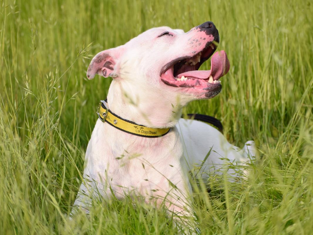 12 Dogs of Christmas - Staffy Kaiser is deaf, but that does not stop ...