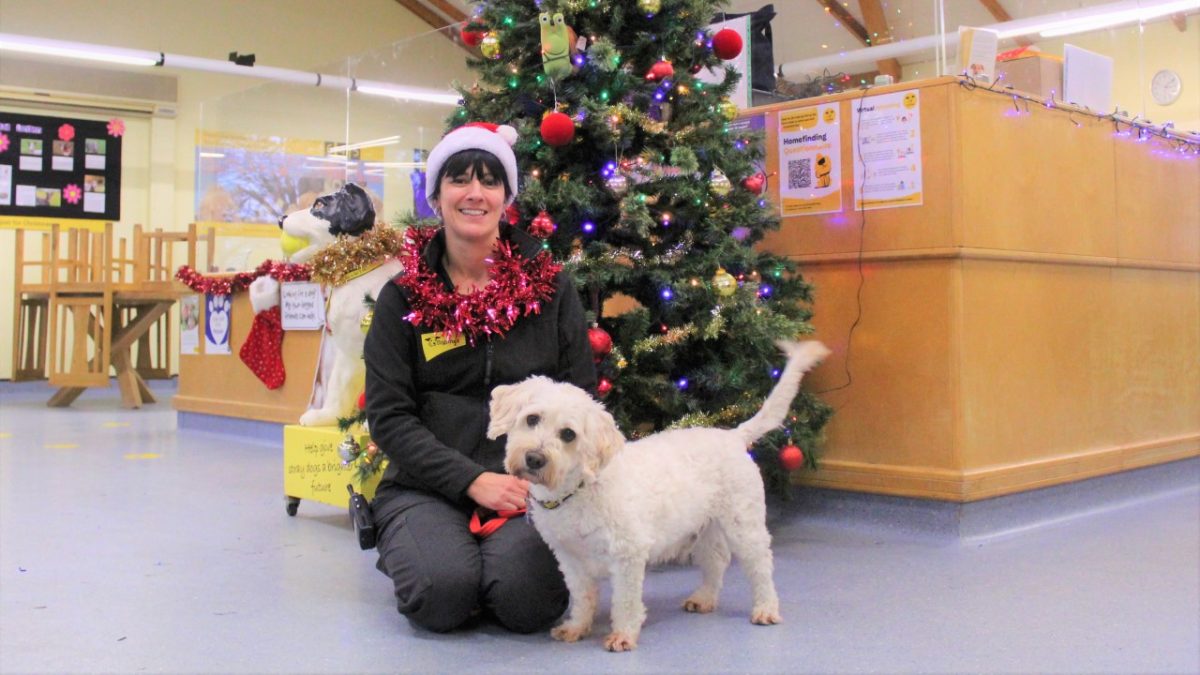 Sheldon ready to settle into heart of a loving home - The Leamington ...