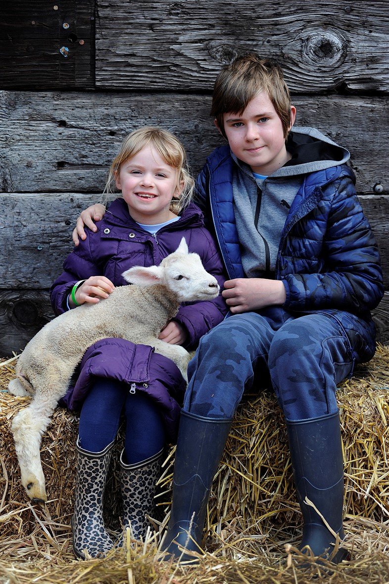 PICTURE SPECIAL: Visitors flock to meet the newborn lambs at Moreton ...