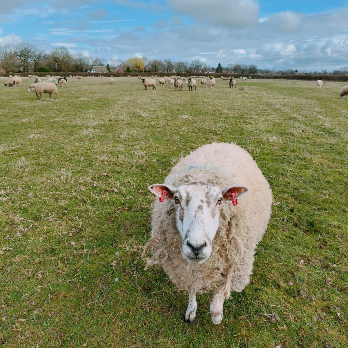 Animal shelter opening the barn door to visitors this weekend - The ...