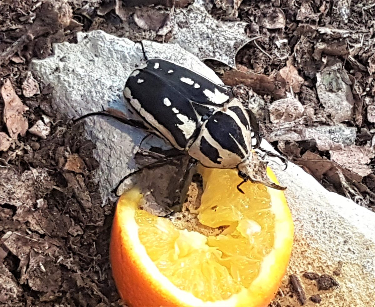 Beetle mania hits Stratford Butterfly Farm - The Leamington Observer
