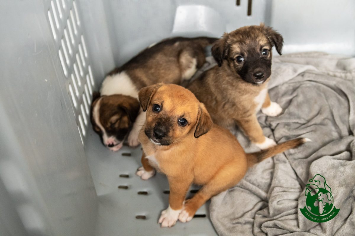 Romanian Animal Shelter Reaches Out After Our Dog Import Story - The ...