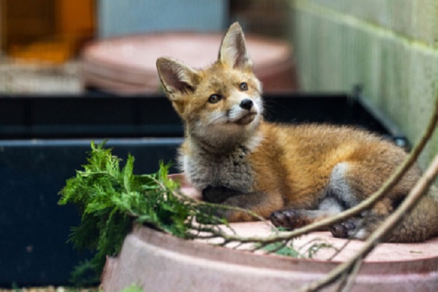 Charity hopes “under-appreciated” animals could get their moment on new ...