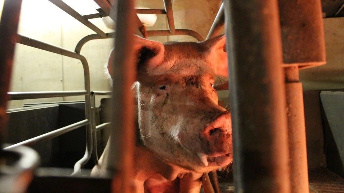 Controversial south Warwickshire pig farm could be shut down and ...
